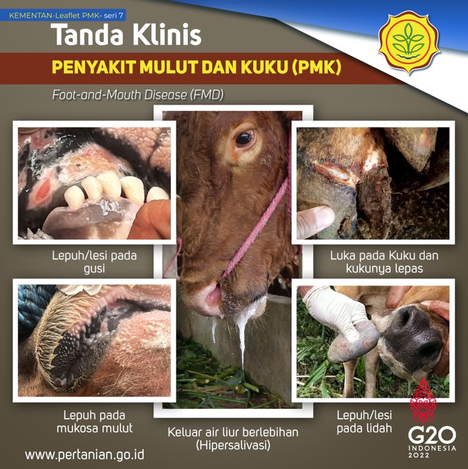 PENYAKIT MULUT DAN KUKU PADA SAPI